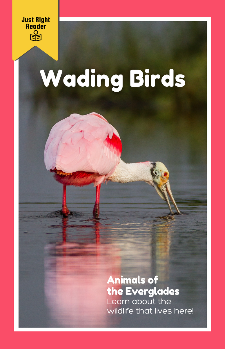Wading Birds | Just Right Reader