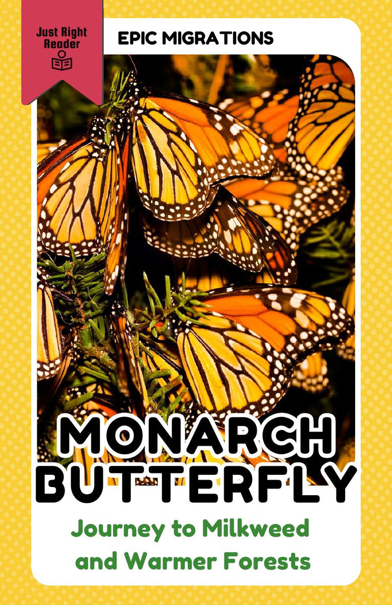 Monarch Butterfly: Journey to Milkweed and Warmer Forests - Just Right ...